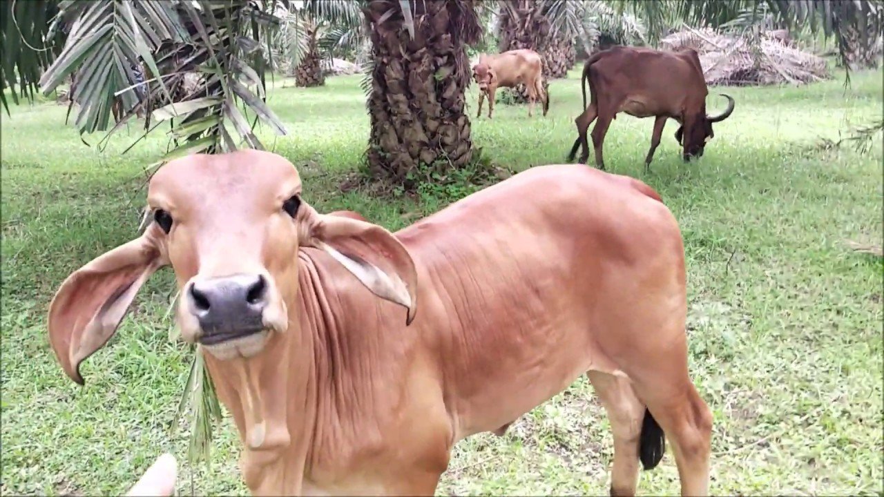 The Golden Gir Cow Cost: Unlocking The Benefits And Value Of India's Beloved Cow Breed ...
