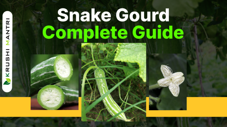 Everything You Need To Know About Snake Gourd: A Complete Guide ...