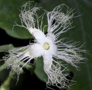 Everything You Need To Know About Snake Gourd: A Complete Guide ...
