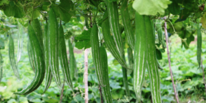 Everything You Need To Know About Snake Gourd: A Complete Guide ...