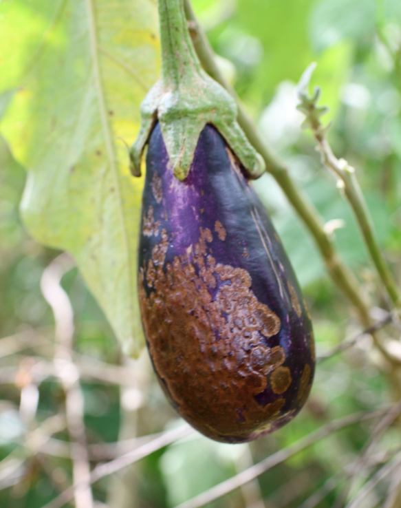 Brinjal (Eggplant) Pests And Diseases: Identification And 4 Tips How To ...